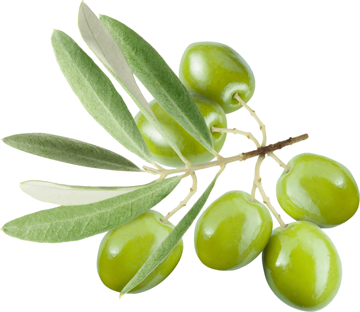 Olive fertilization guide - Dekagro