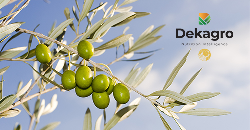 Olive fertilization guide - Dekagro