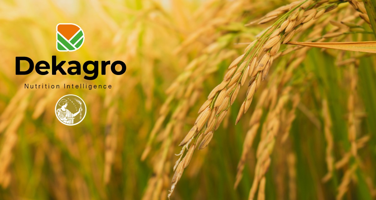 Rice fertilization guide - Dekagro