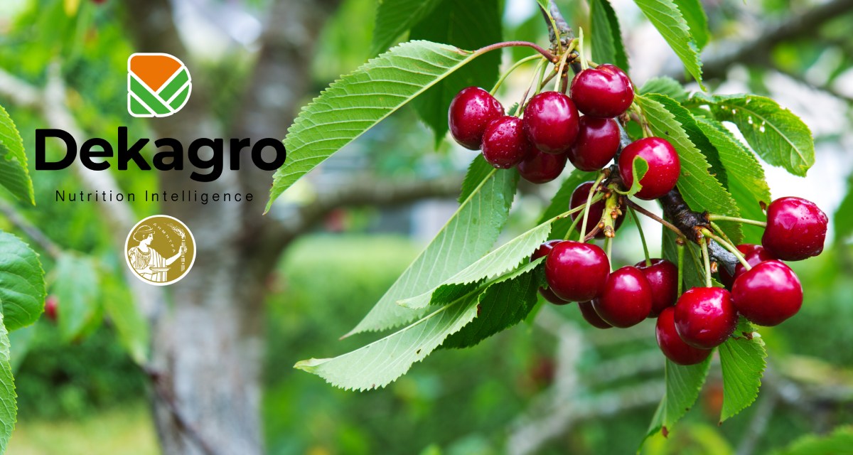 Cherry fertilization guide - Dekagro