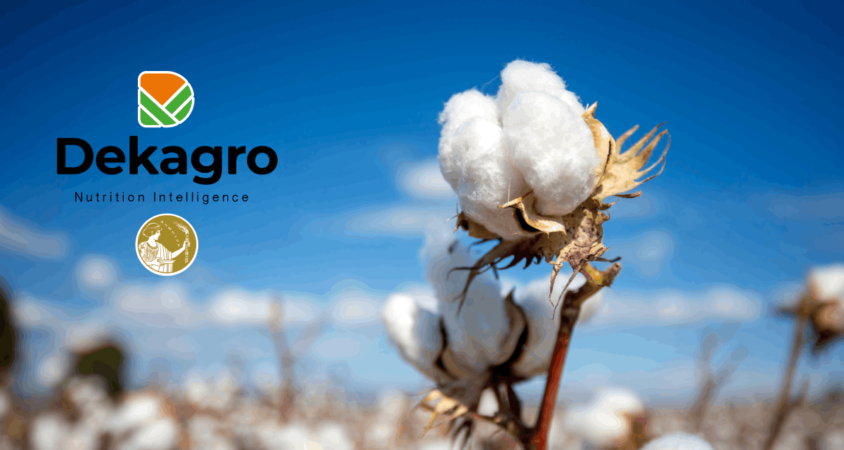 Cotton fertilization guide - Dekagro