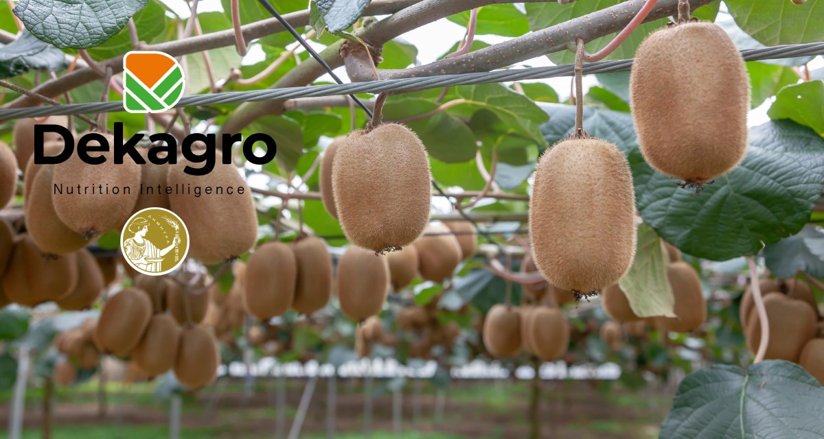 Kiwi fertilization guide - Dekagro